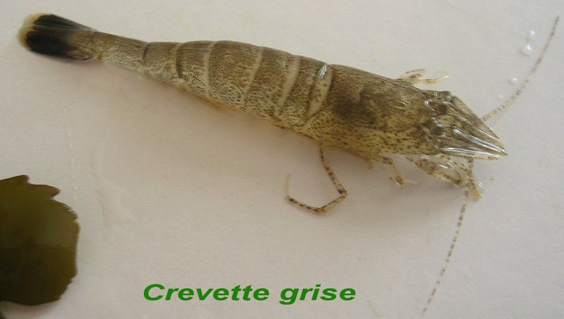 Dictionnaire de Cuisine et Gastronomie - Crevette